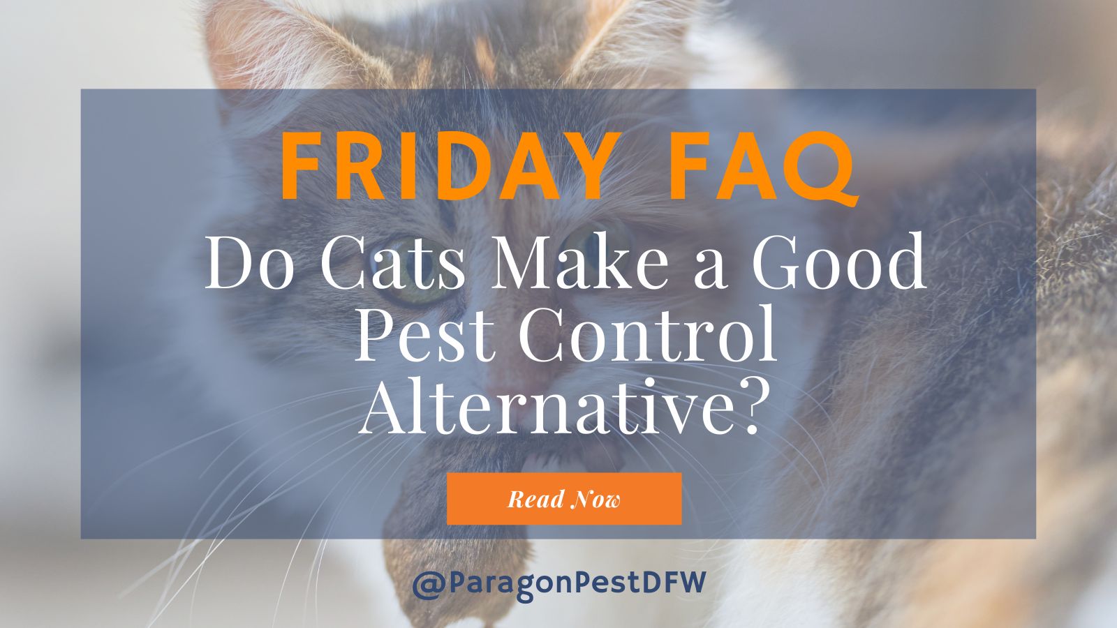 Friday FAQ: Are Cats Effective for Pest Control? | Paragon Pest Control
