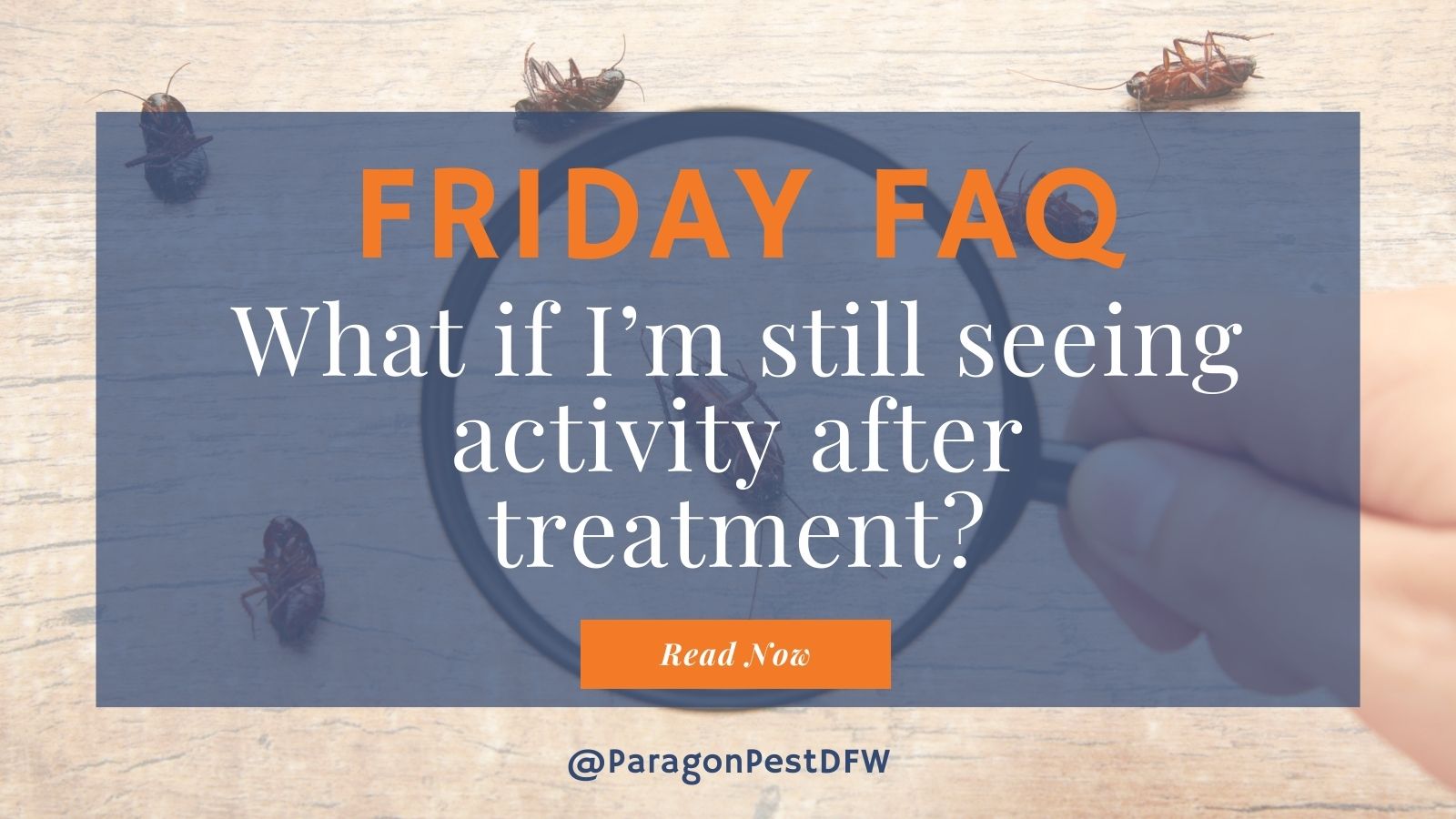 Friday FAQ: Still Seeing Pests After Treatment? What to Expect ...