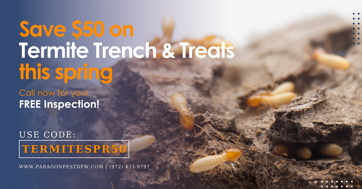 Save $50 on Termite Treatment | Paragon Pest Control Spring Promotion