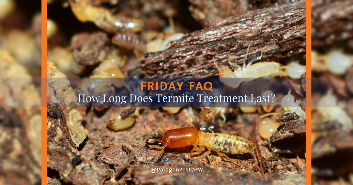 How Long Does Termite Treatment Last? What DFW Homeowners Should Know
