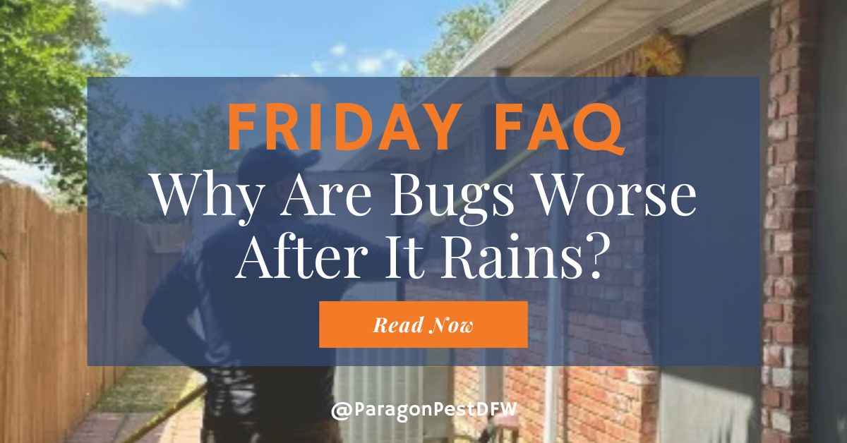 Why Bugs Get Worse After Rain – Paragon Pest Control
