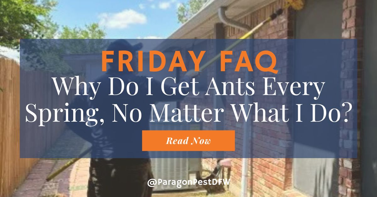 Why Ants Keep Coming Back Every Spring | Ant Control Tips | Paragon ...