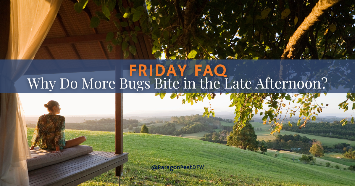 Why Bugs Are More Active in the Evening | Paragon Pest Control DFW
