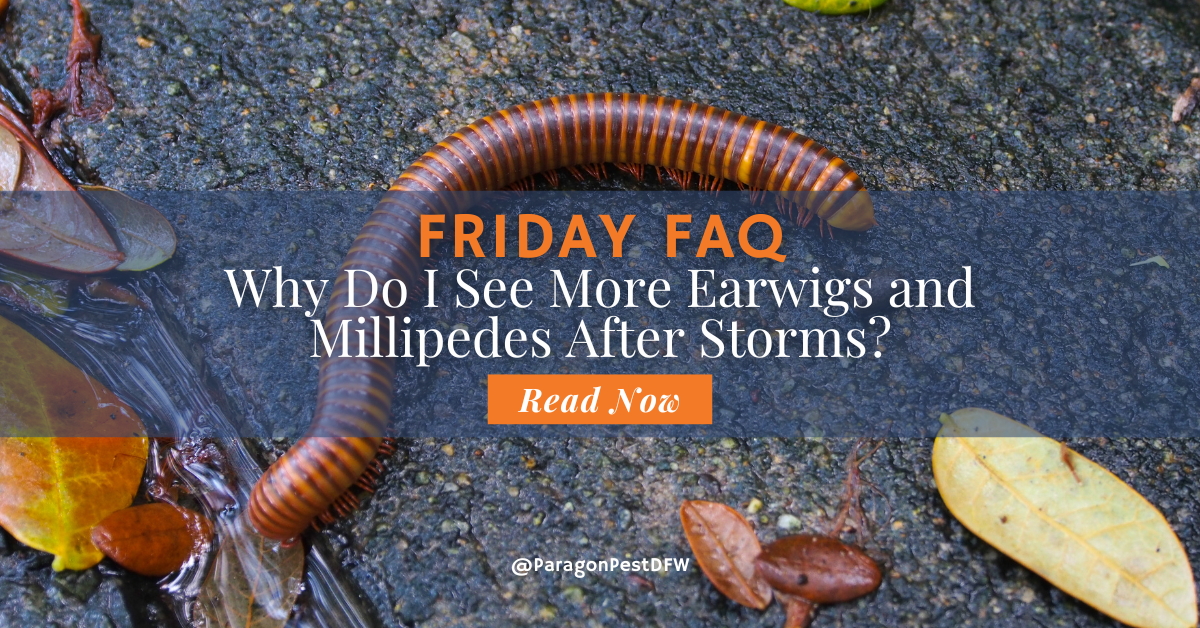 Why Earwigs and Millipedes Appear After Rain | Paragon Pest Control DFW