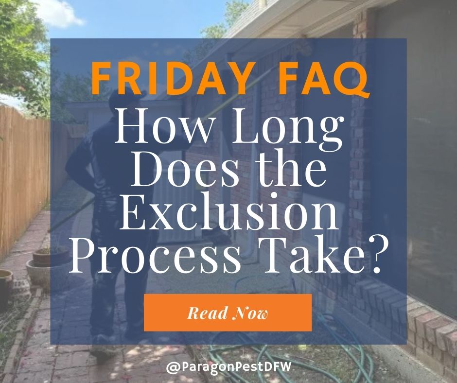 How Long Does Rodent Exclusion Take? | Paragon Pest Control