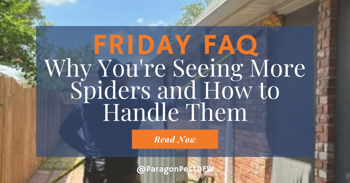 How to Manage Spiders in Your Home - Paragon Pest Control Insights