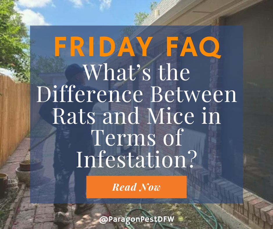 Rats vs. Mice: Key Differences in Infestations