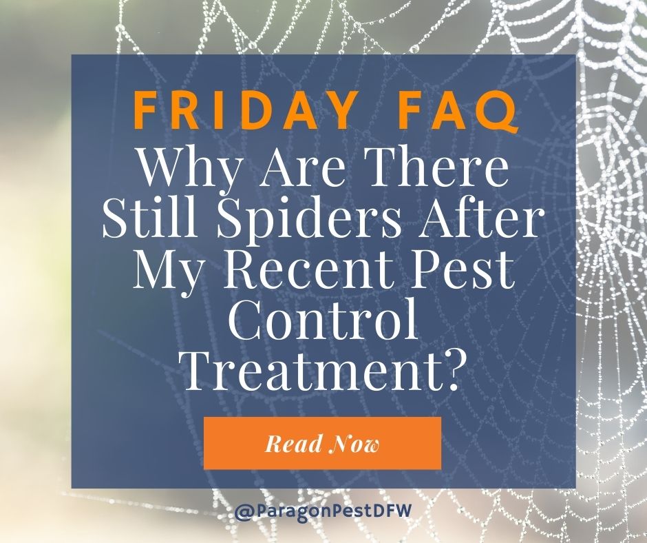 Why Are Spiders Still Present After Pest Control Treatment? | Paragon ...