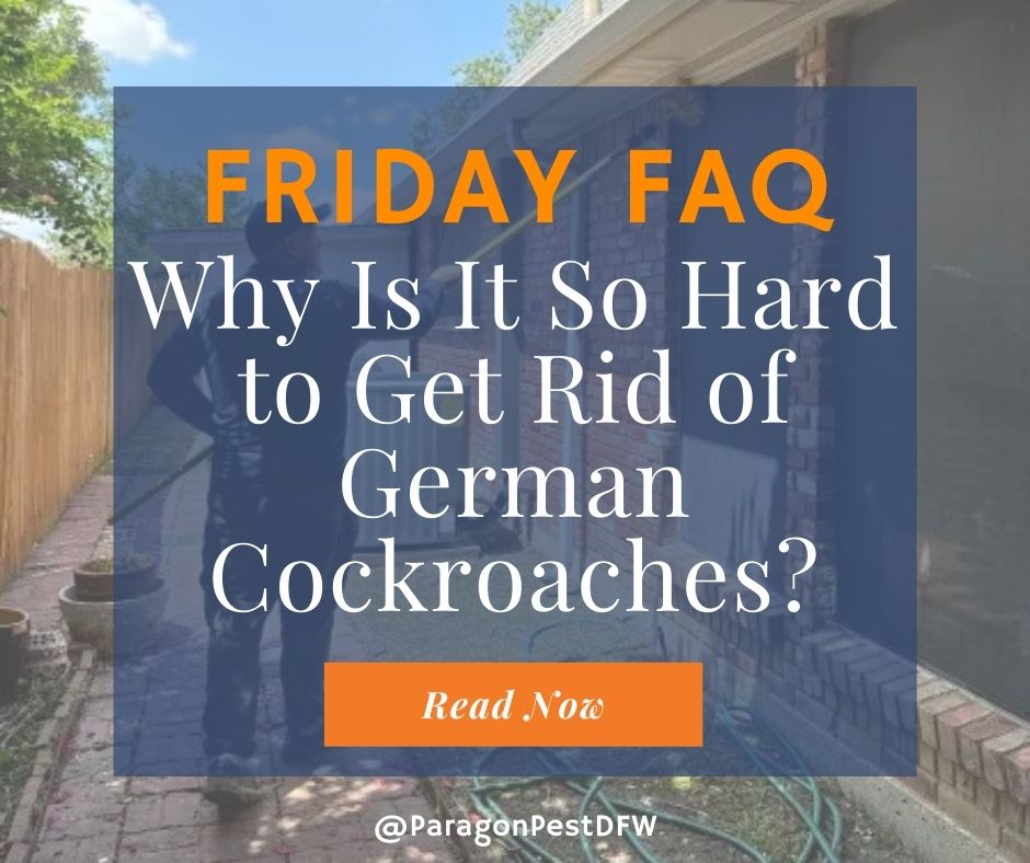 Why Is It So Hard to Get Rid of German Cockroaches?