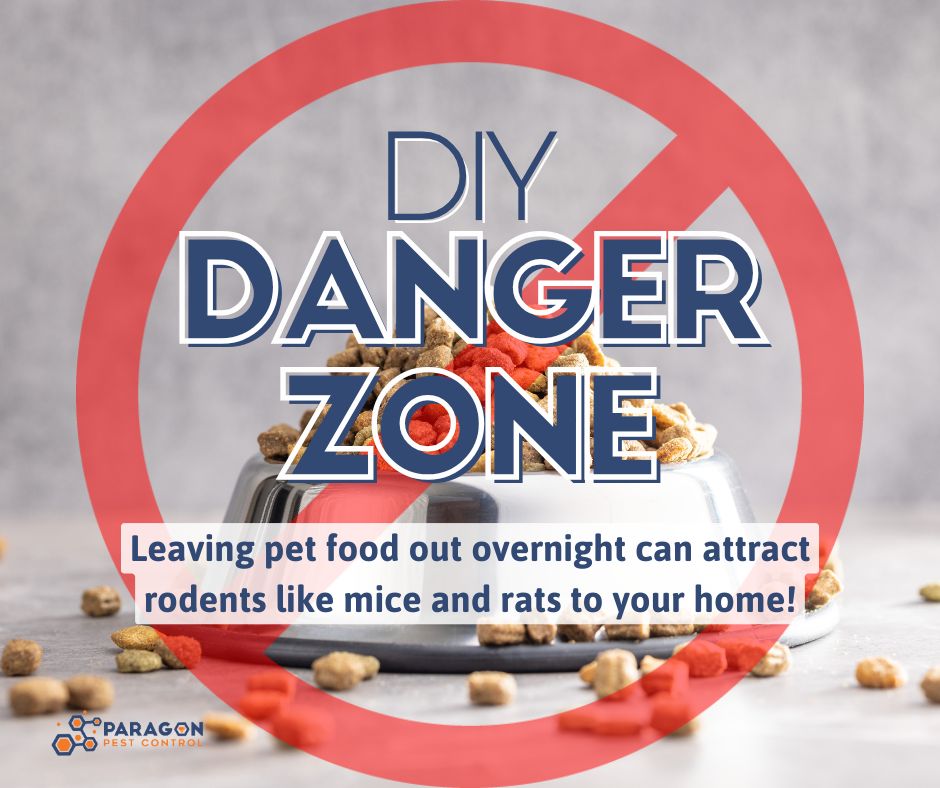 DIY Danger Zone: Why Leaving Pet Food Out Attracts Rodents | Rat ...