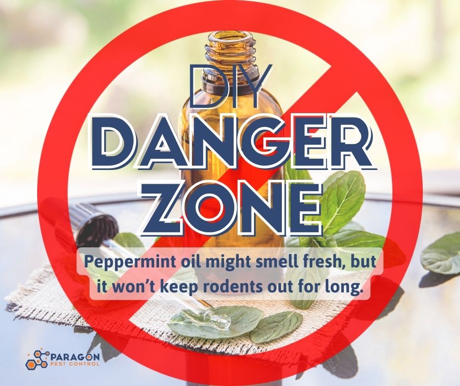 DIY Danger Zone: Why Peppermint Oil Won’t Keep Rodents Away
