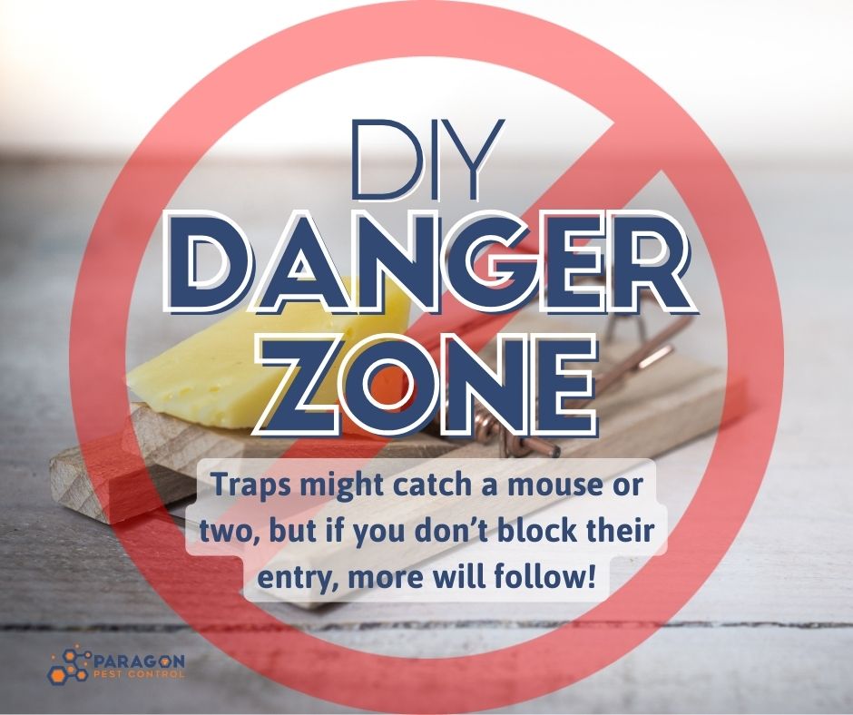 DIY Danger Zone: Traps Alone Won’t Solve Rodent Problems | Paragon Pest ...