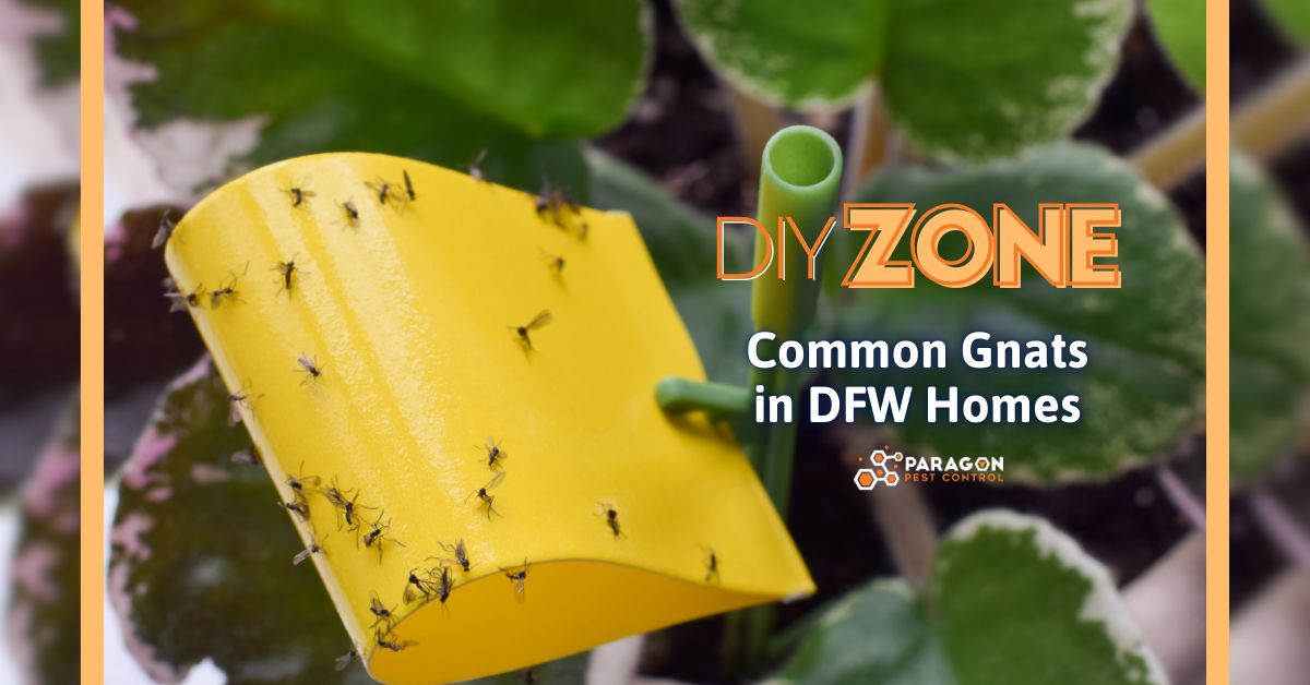 DIY Guide: How to Get Rid of Common Gnats in Your DFW Home