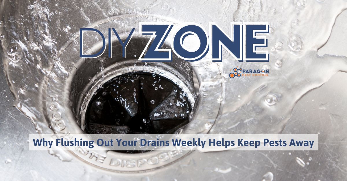DIY Drain Flushing to Prevent Drain Flies – Paragon Pest Control