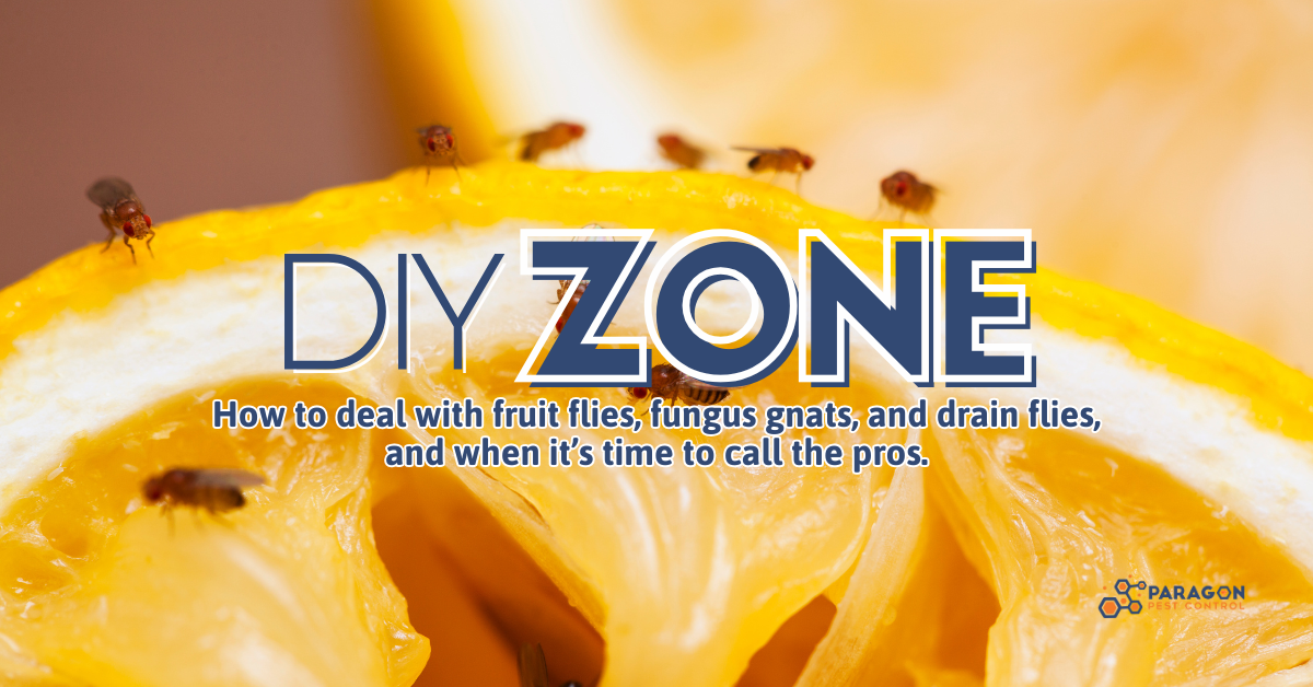 DIY Zone: Tips for Gnat Control at Home | Paragon Pest Control