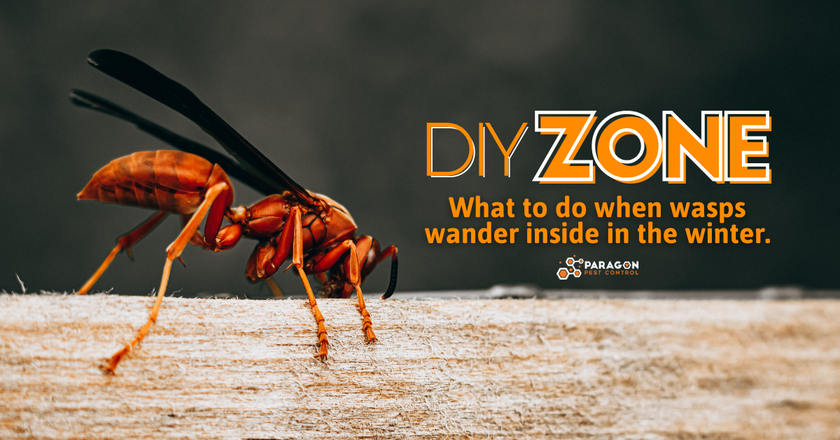 Why You’re Seeing Wasps Indoors in Winter