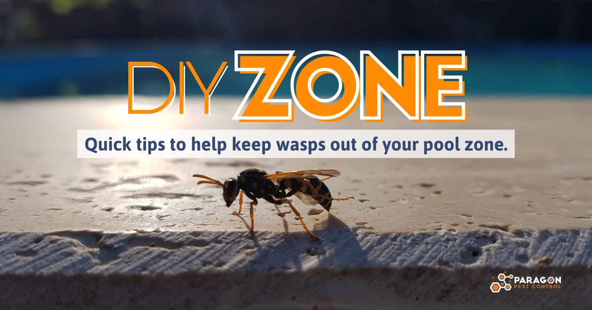 How to Minimize Paper Wasp Activity Around Pools | DIY Tips