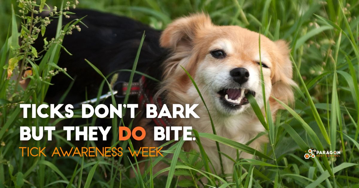 Tick Awareness Week | DFW Tick Prevention & Yard Protection Tips