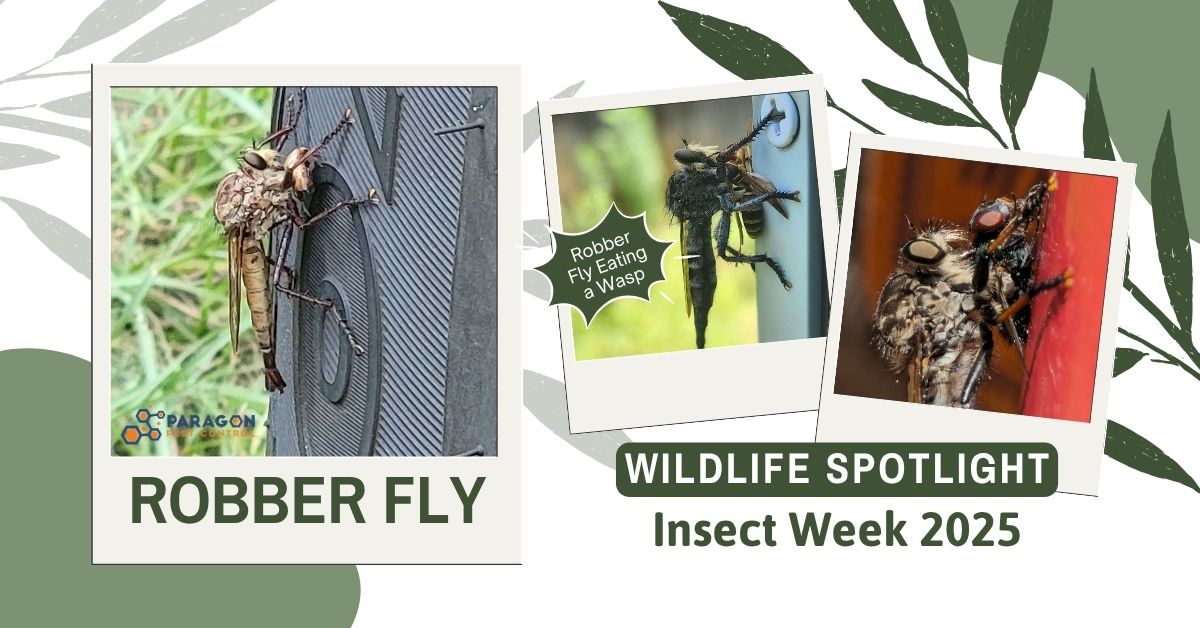 Insect Week: Robber Fly Facts | Paragon Pest Control