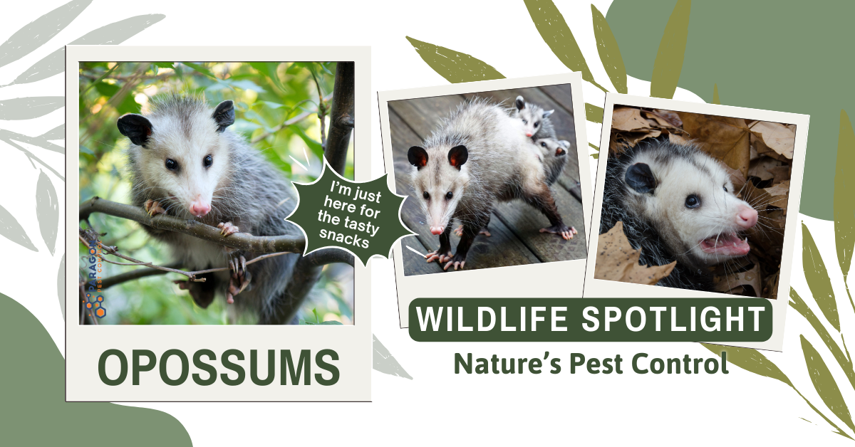 Wildlife Spotlight: Opossums in Dallas Fort Worth