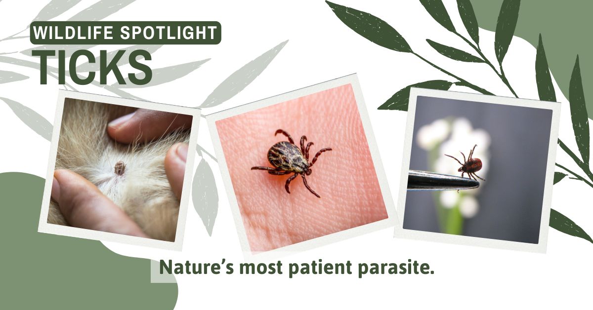 Wildlife Spotlight: Ticks | Tick Biology, Behavior & Life Cycle