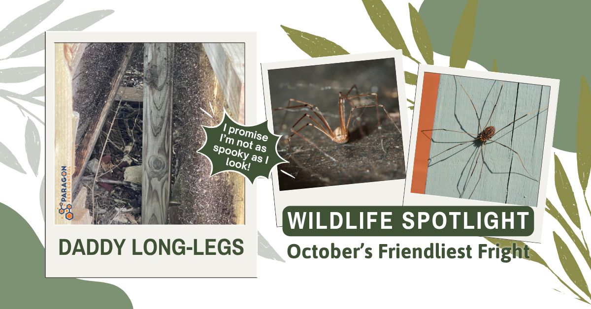 Daddy Long Legs: Harmless Halloween Helpers | Paragon Pest Control DFW