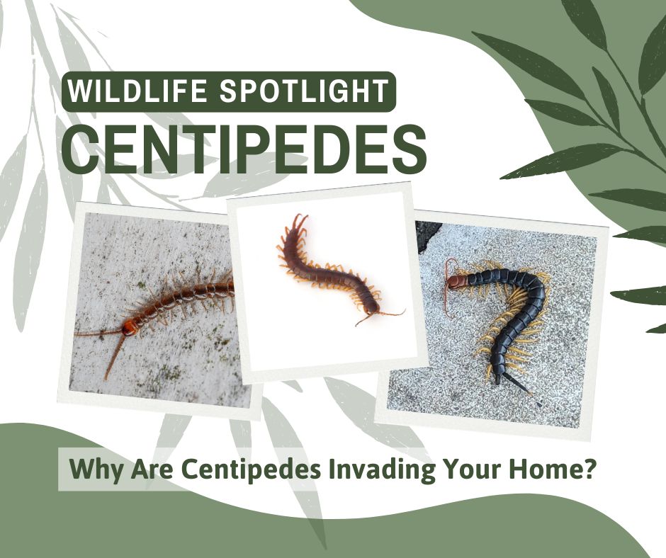 Why Centipedes Enter Homes and How to Address the Problem