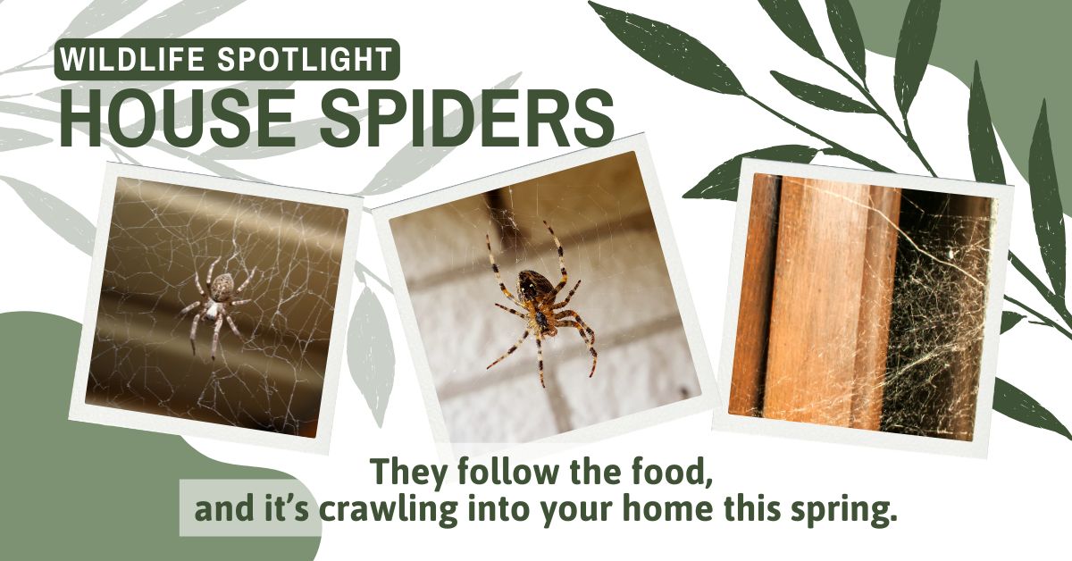 Why House Spiders Are More Active in Spring – Paragon Pest Control
