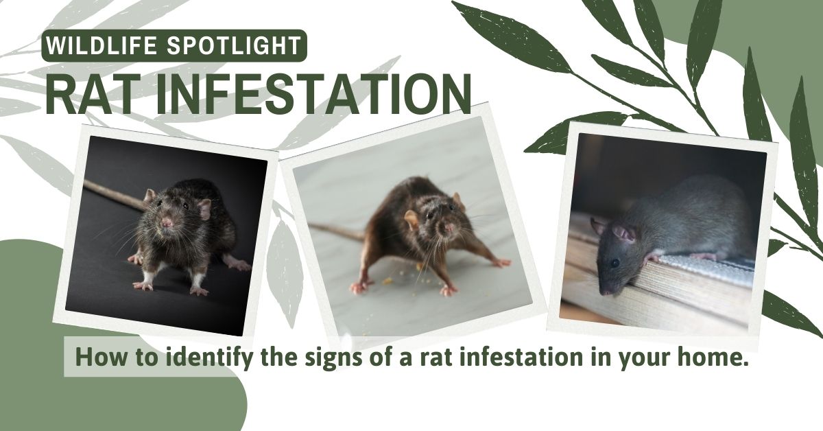 Signs of a Rat Infestation | Expert Rodent Control in Dallas-Fort Worth
