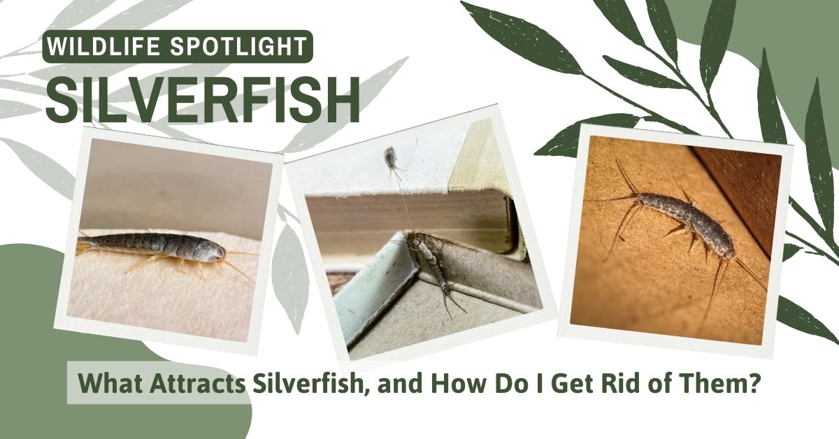 What Attracts Silverfish and How to Get Rid of Them | Paragon Pest Control