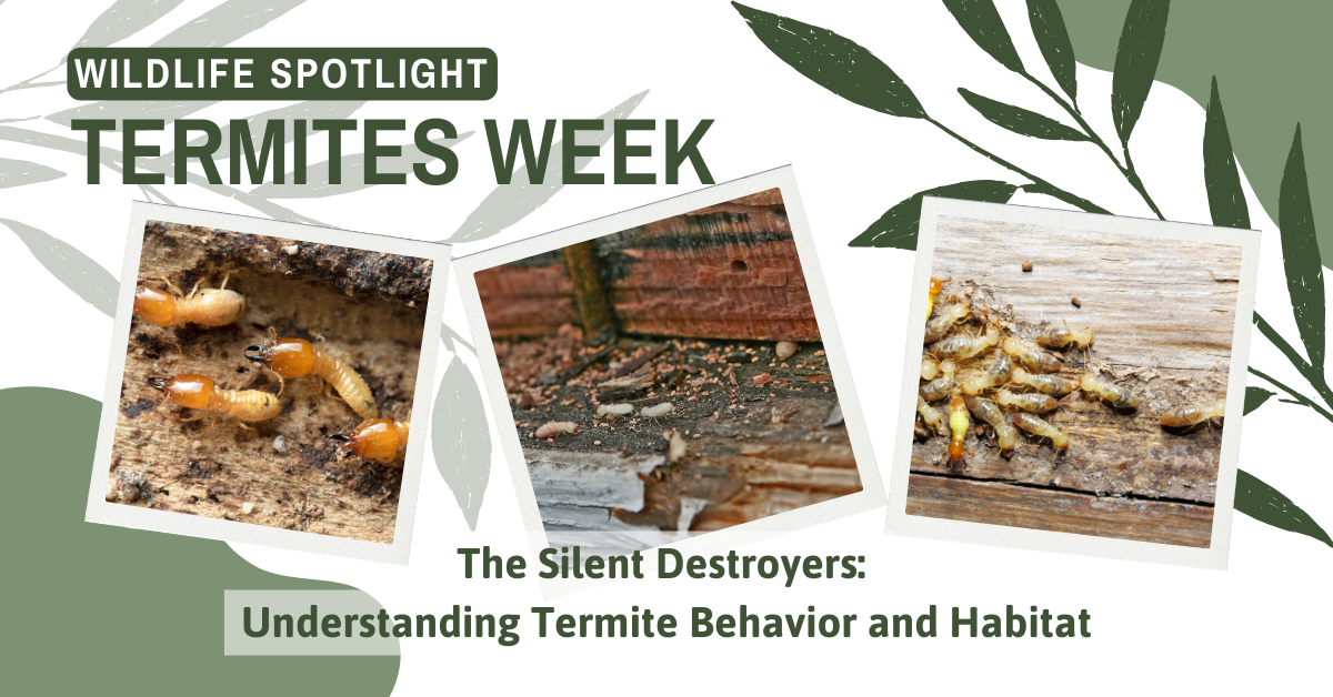 Termite Behavior & Damage Prevention | Paragon Pest Control