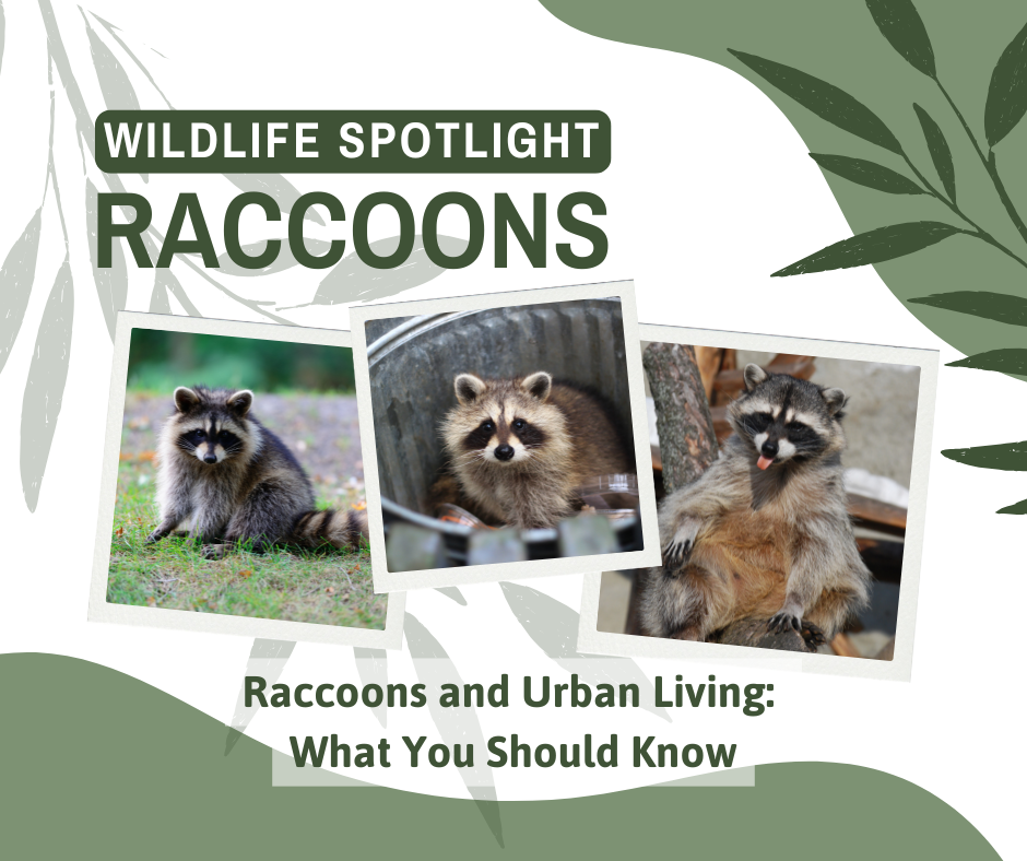 Wildlife Spotlight: Raccoons in Urban Areas | Free Inspection