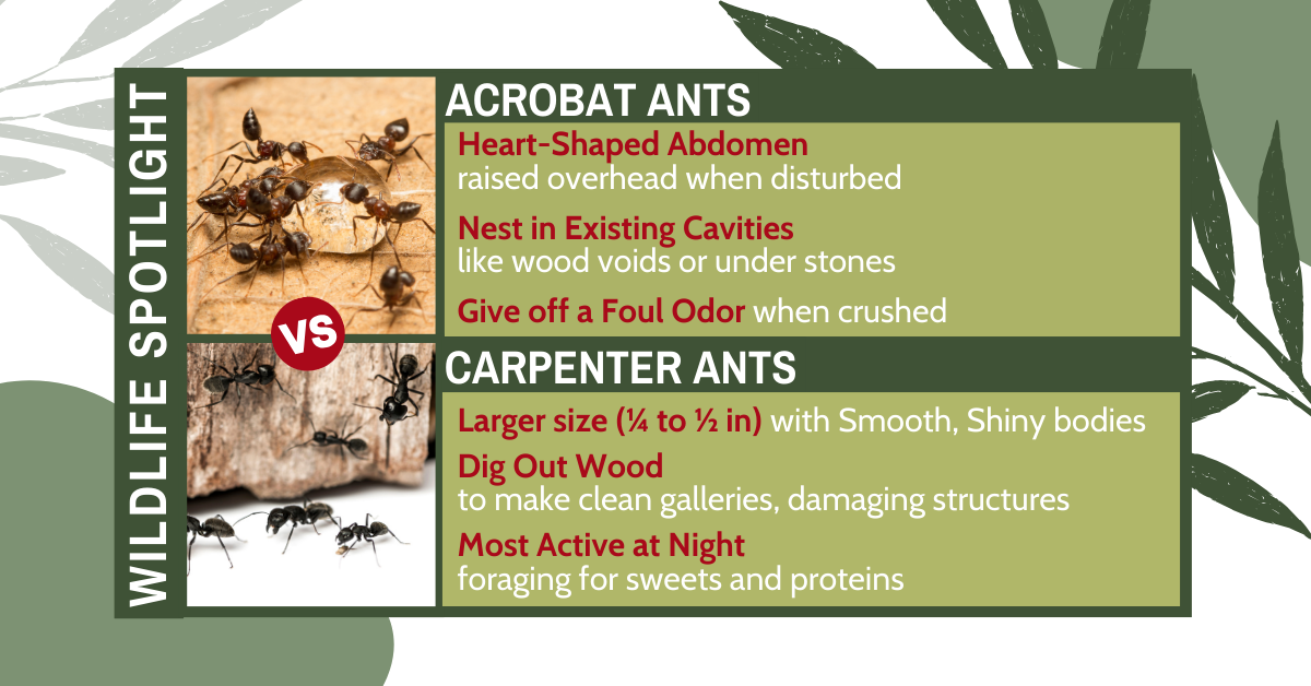 Acrobat Ants vs Carpenter Ants: How to Tell the Difference | Paragon ...
