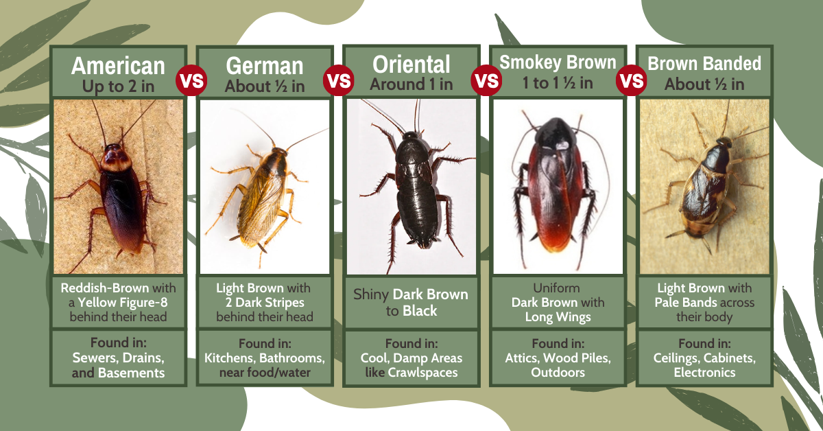 Common Cockroaches in Texas: Identification and Habits