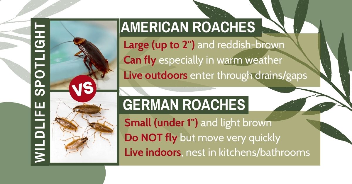American vs. German Cockroaches: What’s the Difference? | Paragon Pest ...