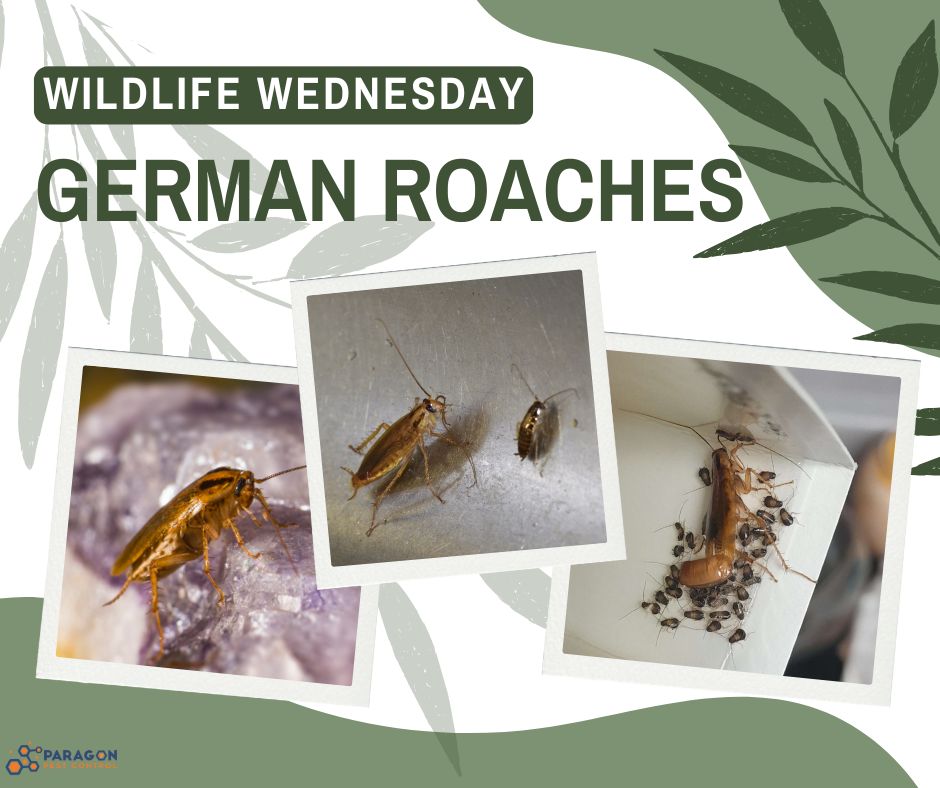 German Cockroaches: Everything You Need to Know
