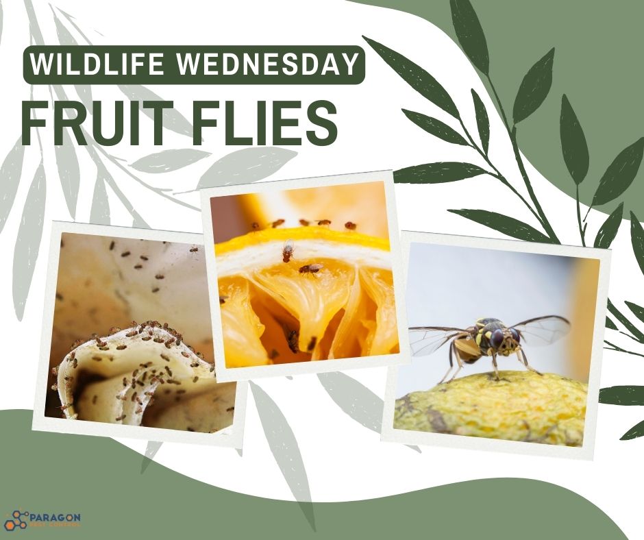 How to Manage Fruit Flies in Your Kitchen | Paragon Pest Control