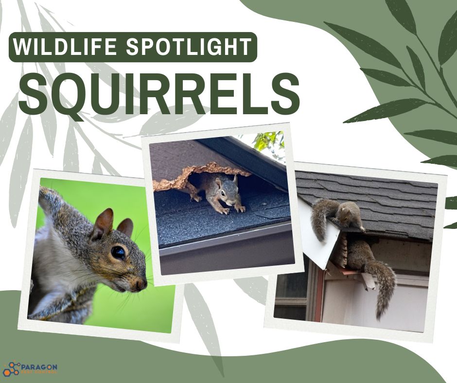Wildlife Wednesdays: Everything You Need to Know About Squirrels and ...