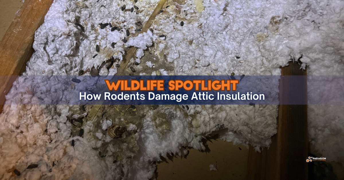 How Rodents Damage Attic Insulation in DFW Homes