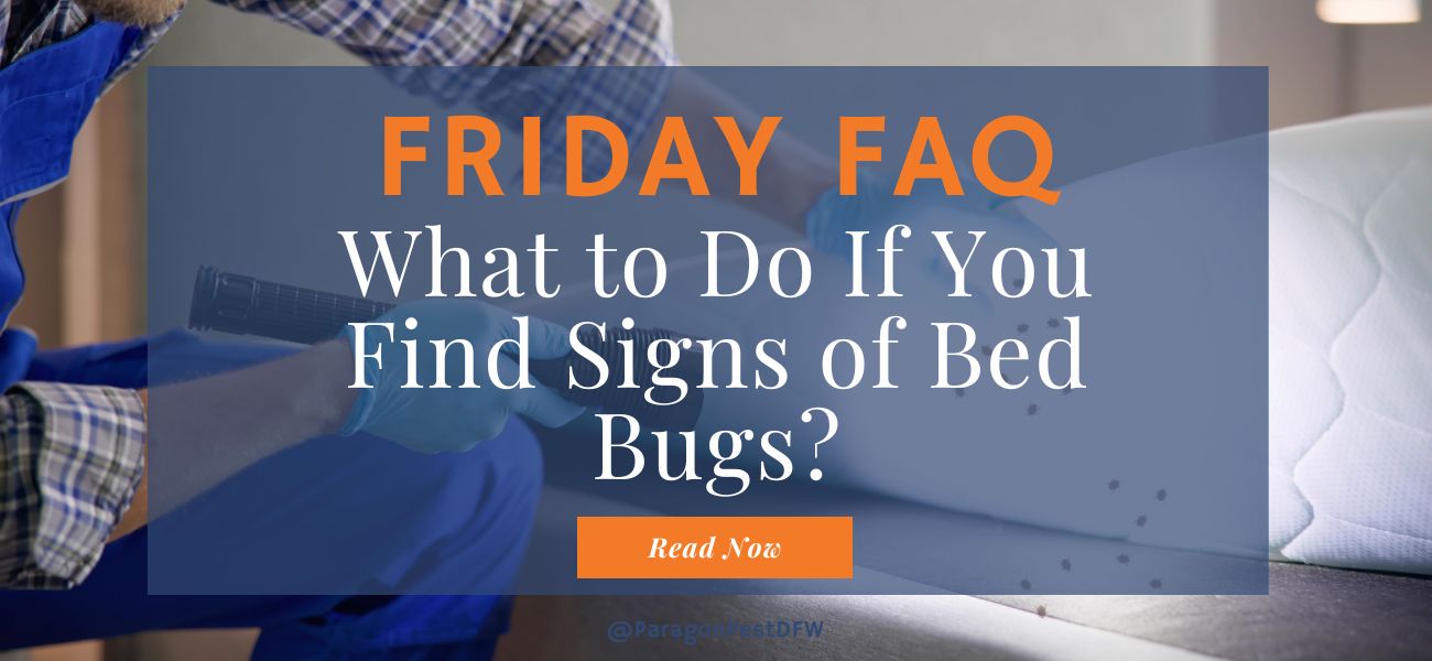 Friday FAQ: What to Do If You Find Signs of Bed Bugs | Paragon Pest Control