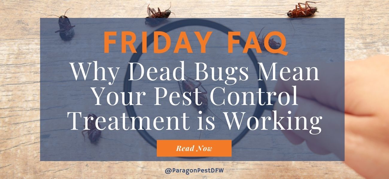 Why Dead Bugs Appear After Pest Control Treatment | Paragon Pest Control