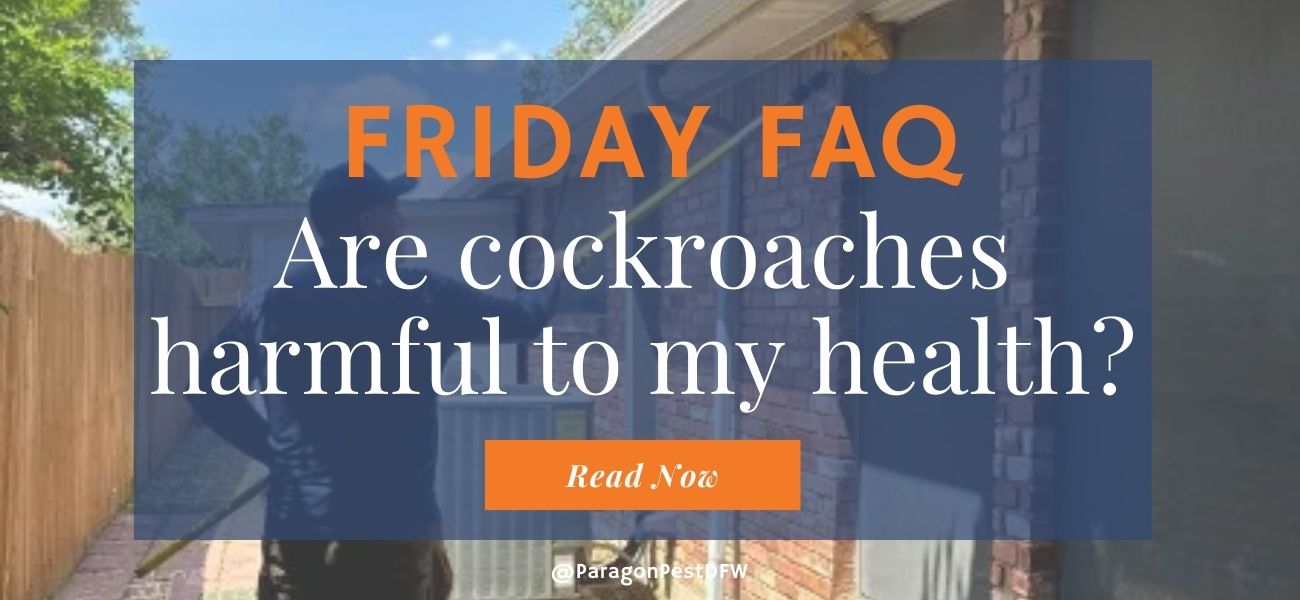 Friday FAQ: Are Cockroaches Harmful to Your Health?