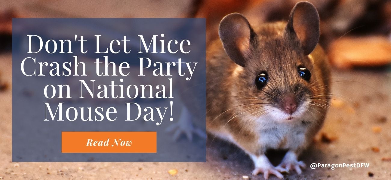 National Mouse Day: Why Rodent Exclusion Matters for Your Home