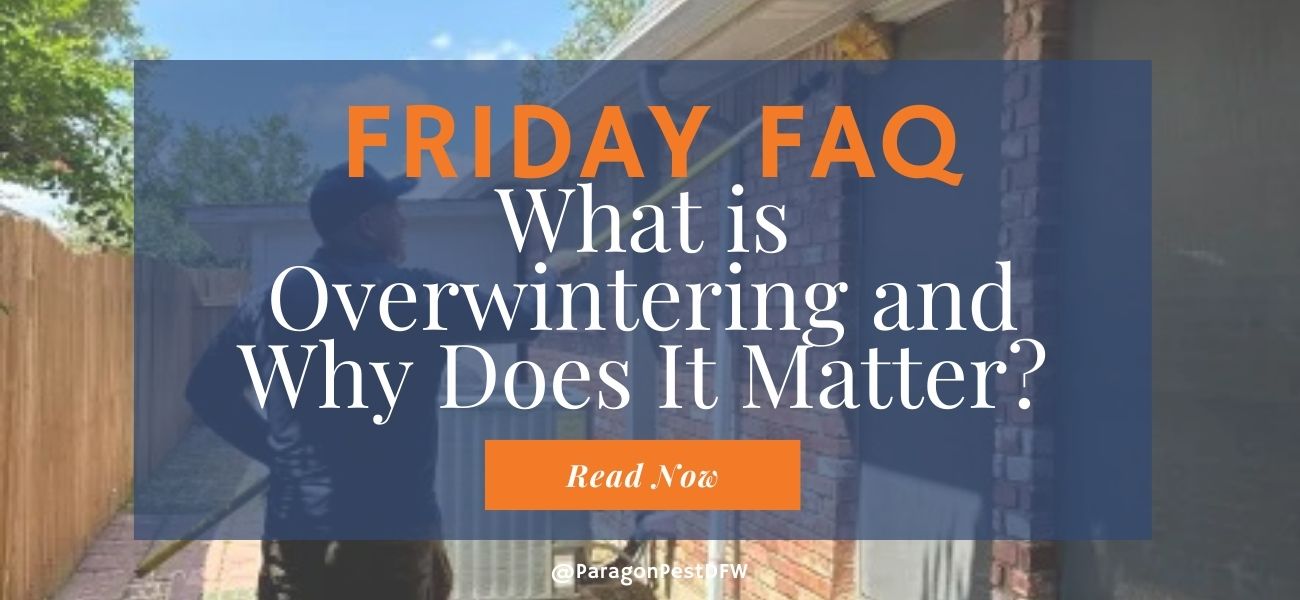 Why Overwintering Wasps Matter in Late Summer and Fall