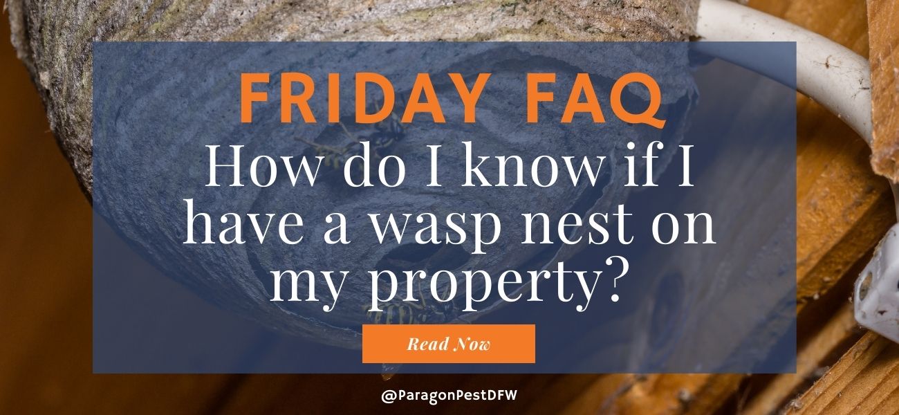 Friday FAQ: How to Identify a Wasp Nest on Your Property