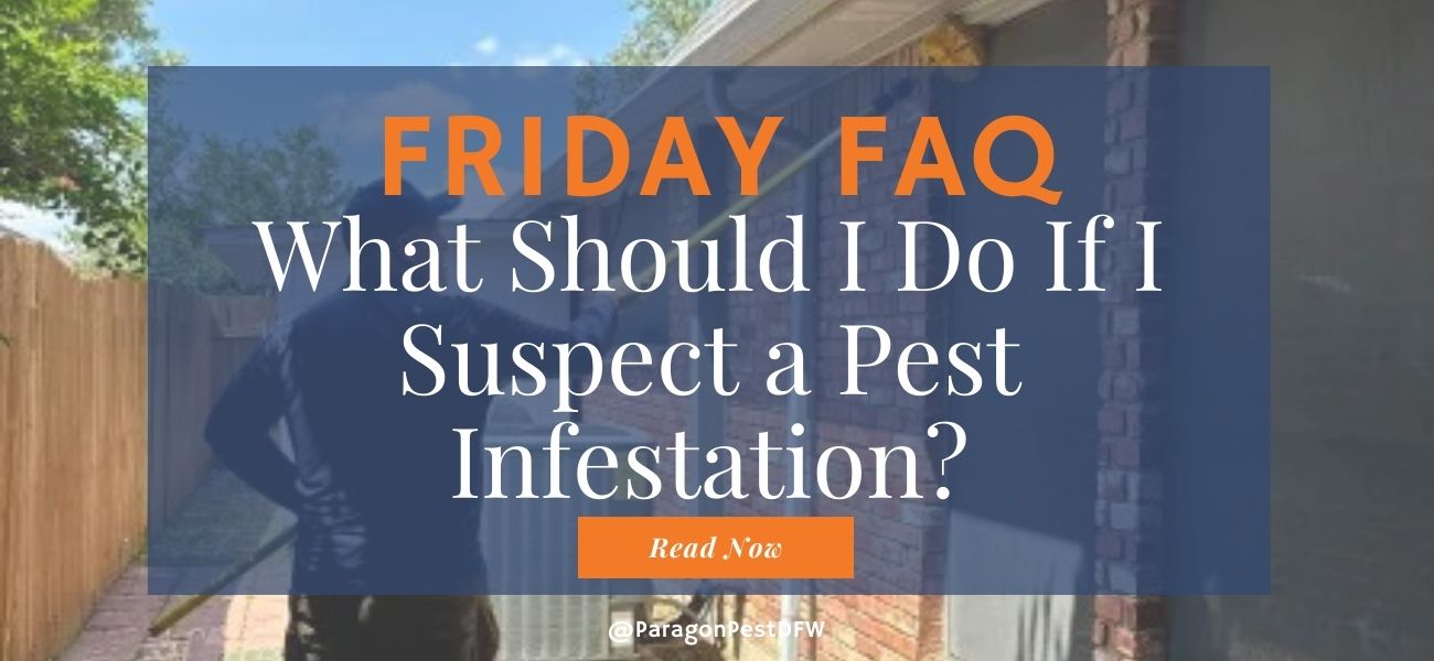 Friday FAQ: Steps to Take If You Suspect a Pest Infestation