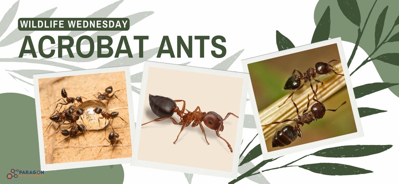 Wildlife Wednesdays: Understanding Acrobat Ants and Their Behavior