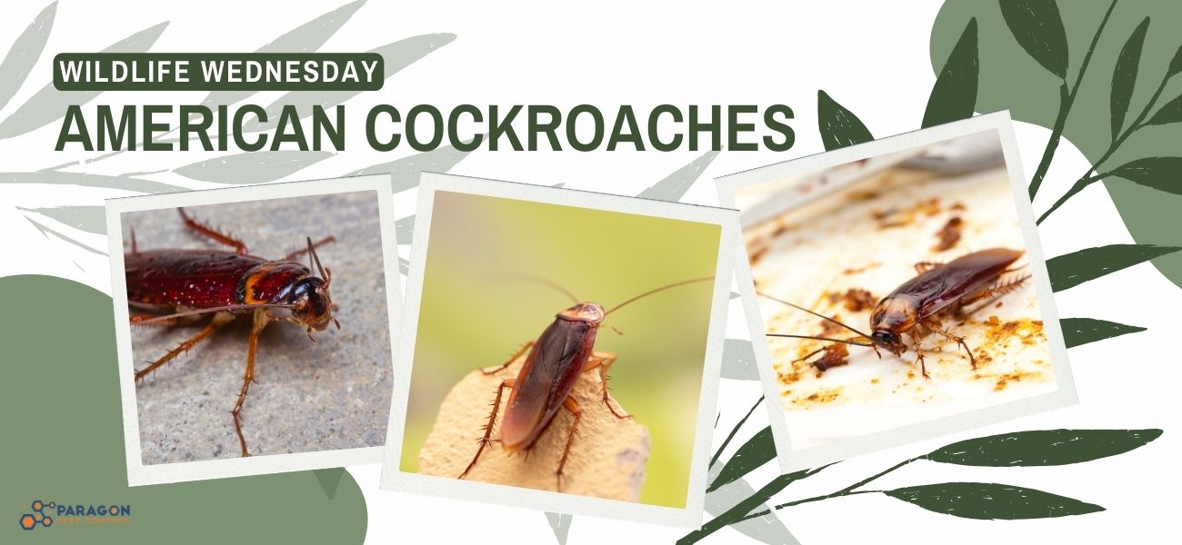 Understanding American Cockroaches: Increase Due to Rain | Paragon Pest ...