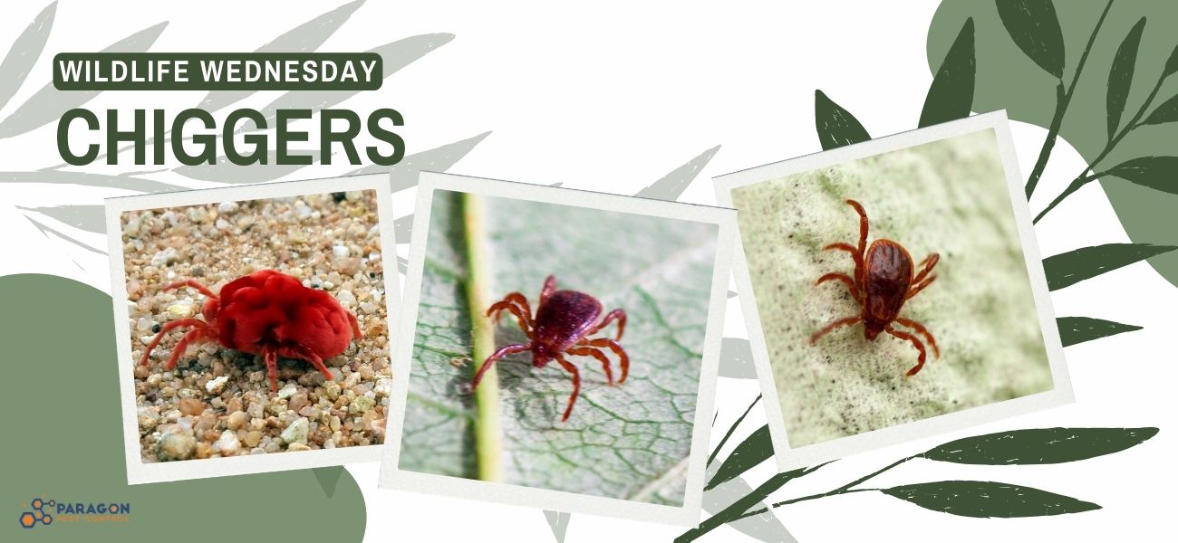 Wildlife Wednesdays: Understanding Chiggers and How to Avoid Them