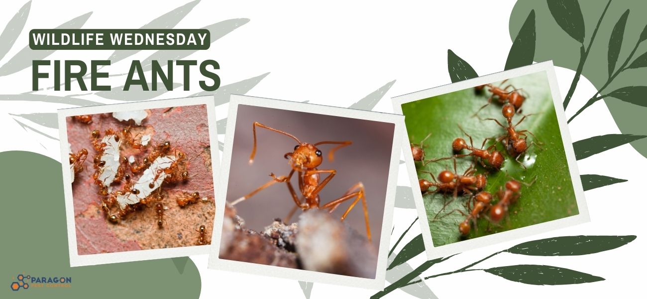 Wildlife Wednesdays: Understanding Fire Ants and How to Manage Them